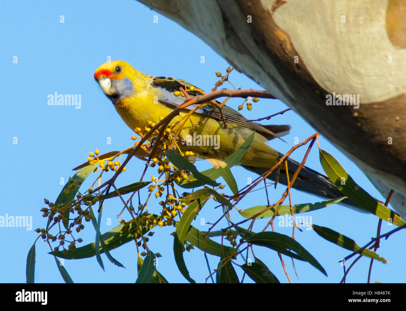 Yellow Rosella (Platycercus flaveolus), Hattah-Kulkyne National Park ...
