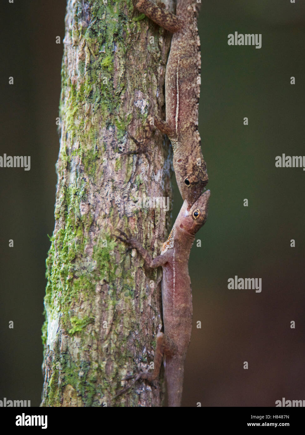 Anolis Lizard (Anolis sp) pair fighting on a tree, Corcovado National ...