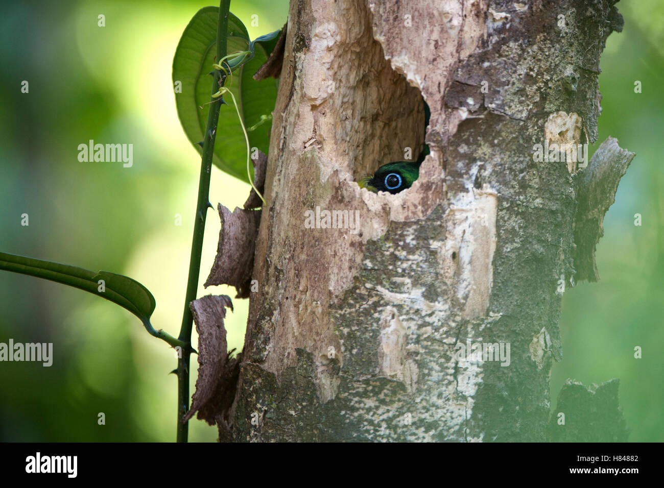 Black-throated Trogon (Trogon rufus) peeking out of a nest cavity ...