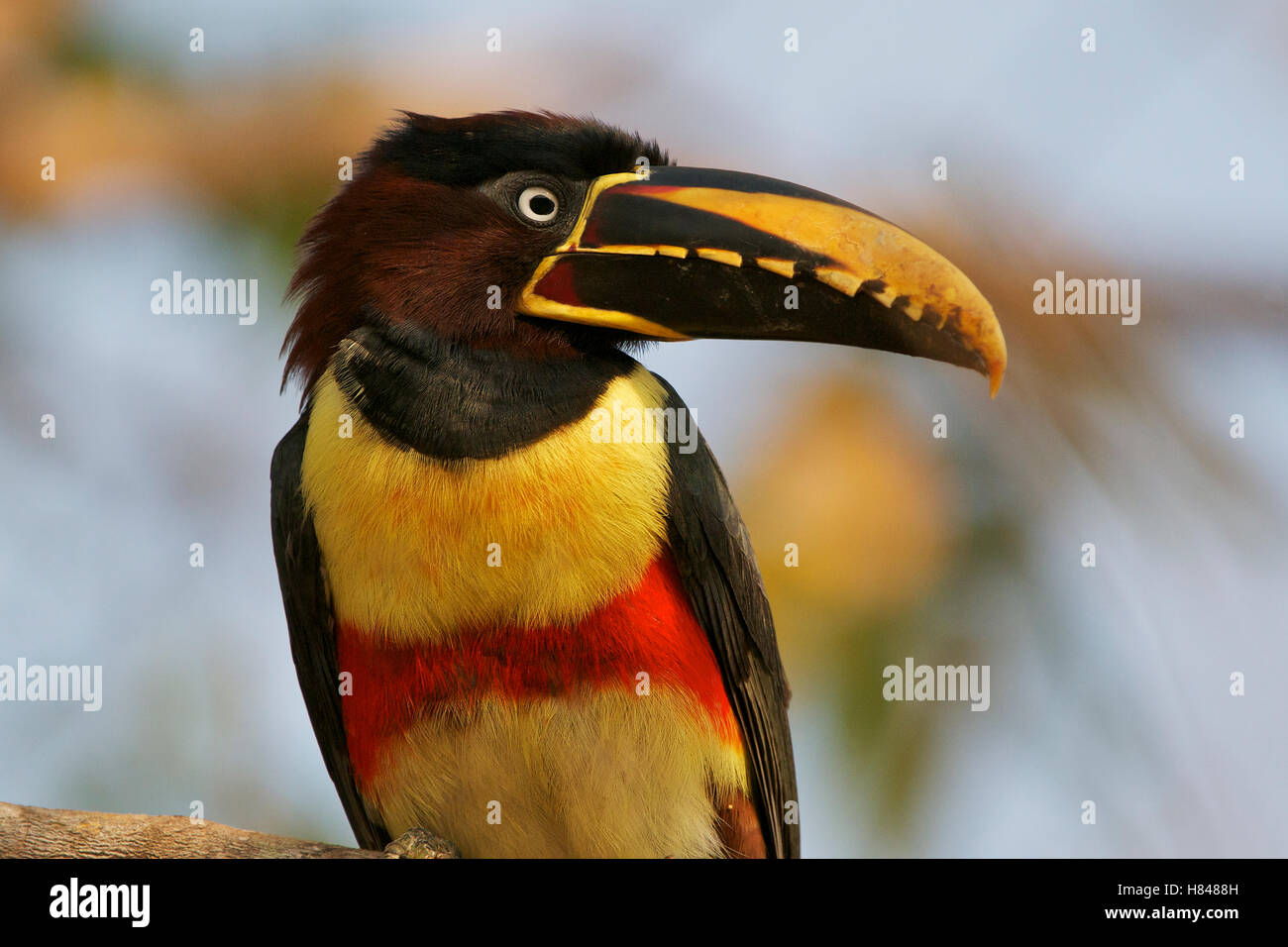 Chestnut-eared Aracari (Pteroglossus castanotis), Pantanal, Brazil ...