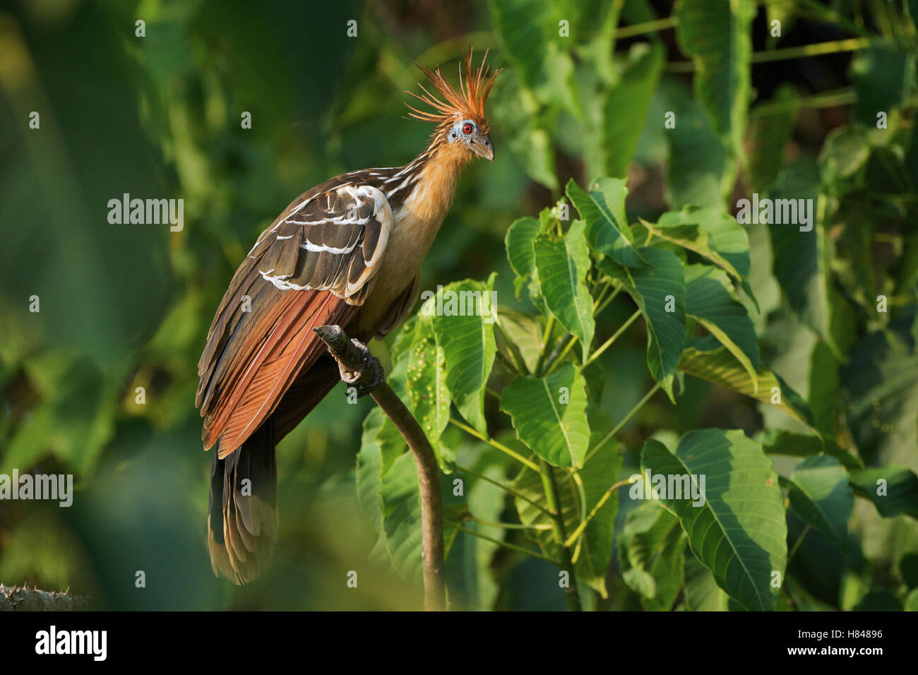 Hoatzin (Opisthocomus hoazin), Lake Chalalan, Madidi National Park ...