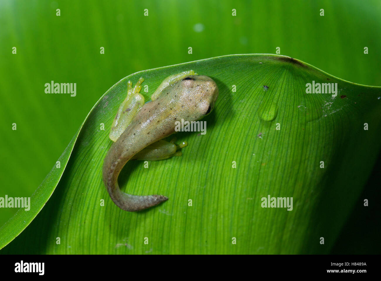 Golden Palm Tree Frog (Dendropsophus ebraccatus) tadpole on a leaf ...
