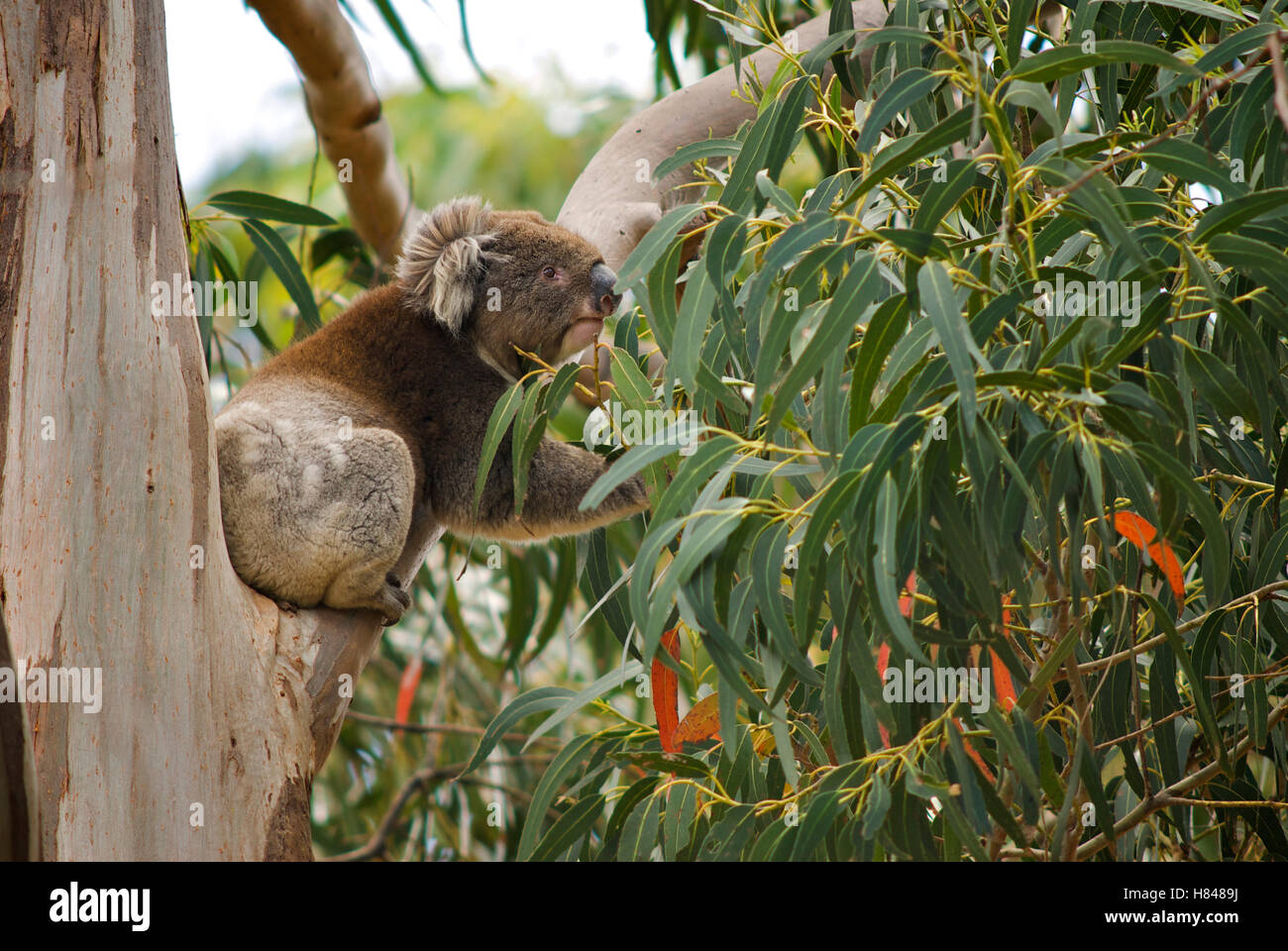 Koala (Phascolarctos cinereus), Hanson Bay, Kangaroo Island, Southern Australia Stock Photo - Alamy