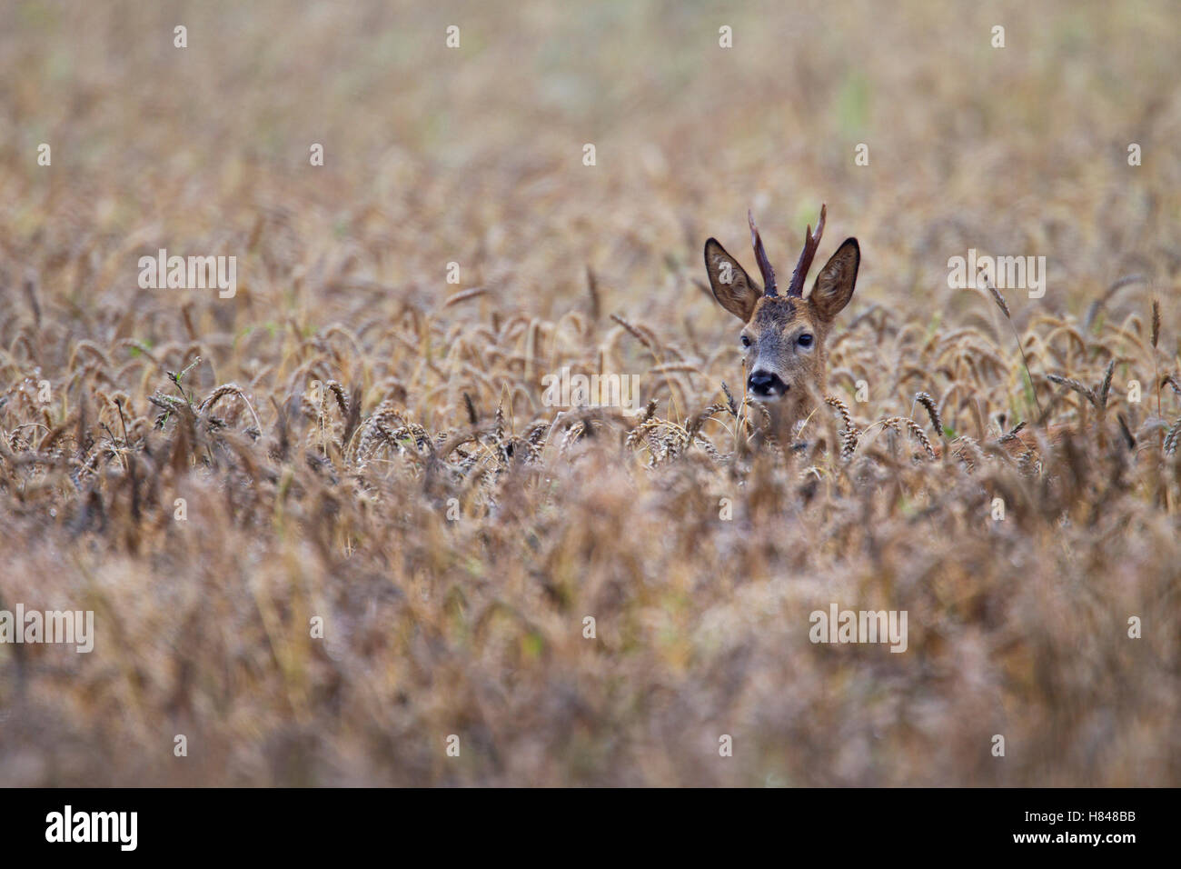Western Roe Deer (Capreolus capreolus) buck in field, Germany Stock ...