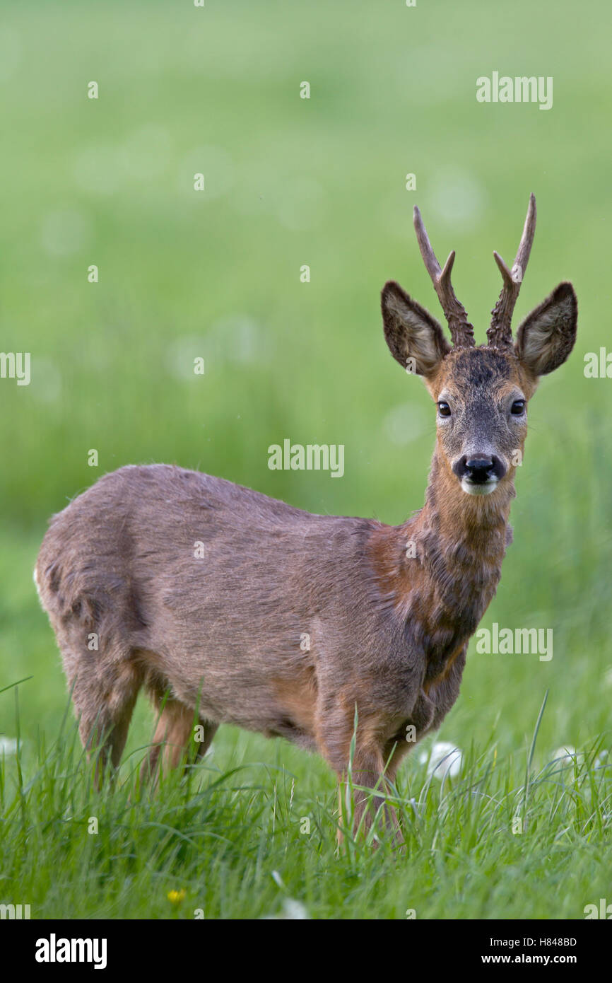 Western Roe Deer (Capreolus capreolus) buck, Germany Stock Photo - Alamy