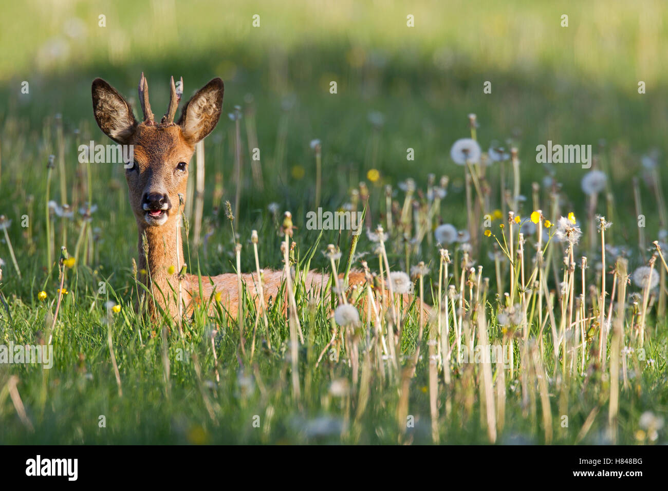 Western Roe Deer (Capreolus capreolus) buck in meadow, Germany Stock ...