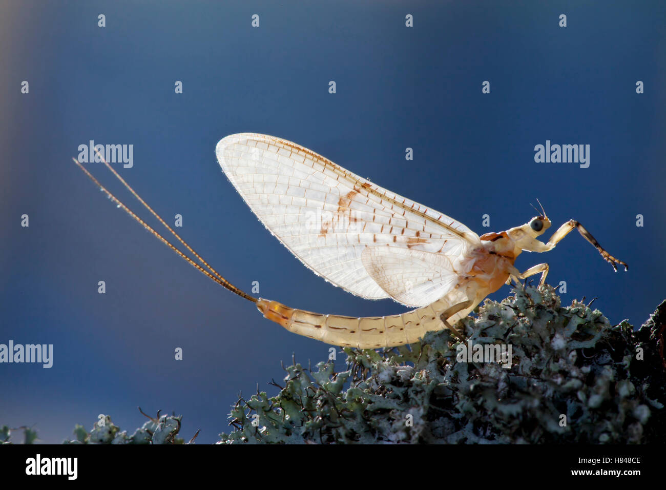 Common Burrower Mayfly (Ephemera danica), France Stock Photo - Alamy