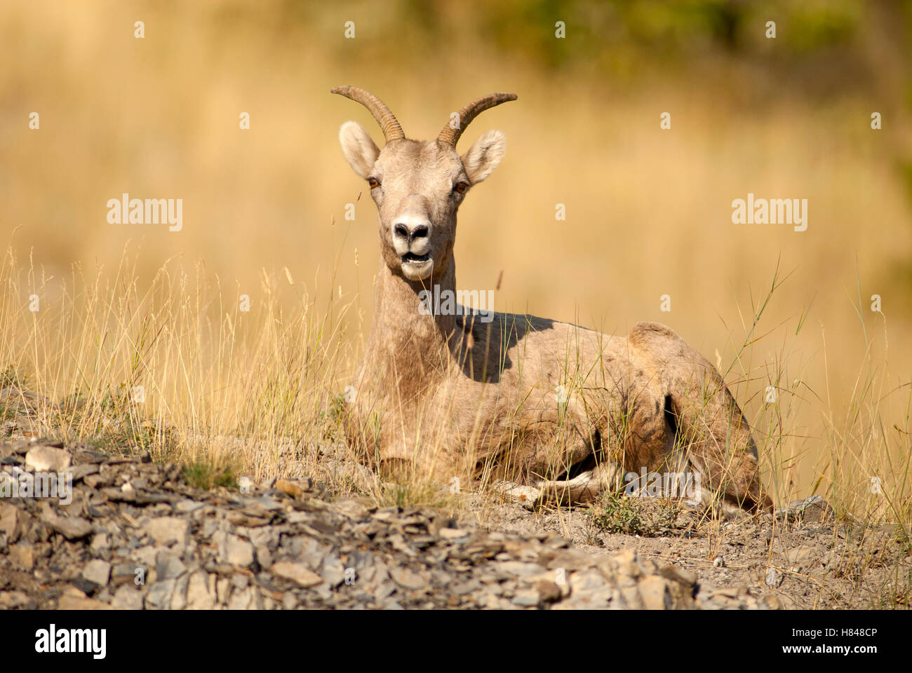 Bighorn Sheep (Ovis canadensis) female chewing cud, Alberta, Canada ...