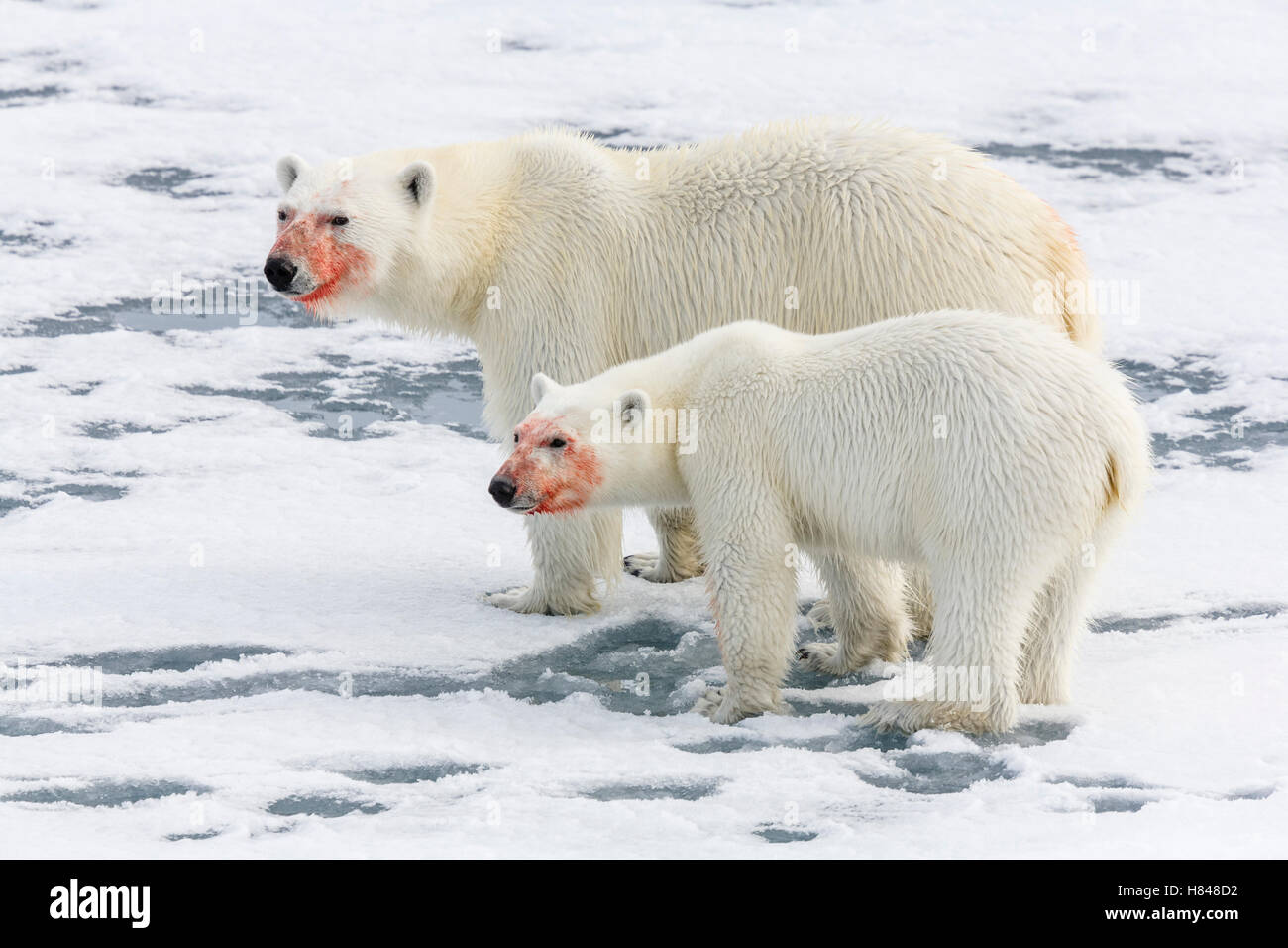 Polar Bear (Ursus maritimus) mother and cub with bloody faces from feeding on seal, Svalbard ...