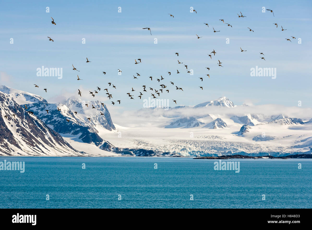 Little Auk (Alle alle) group flying, Svalbard, Norway Stock Photo - Alamy