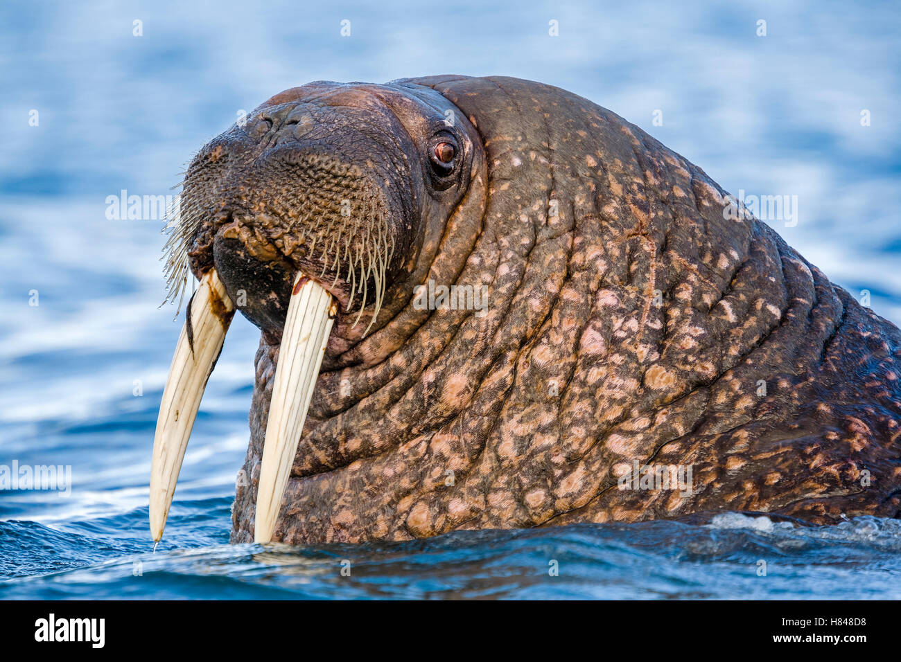 Walrus (Odobenus rosmarus) in water, Svalbard, Norway Stock Photo - Alamy