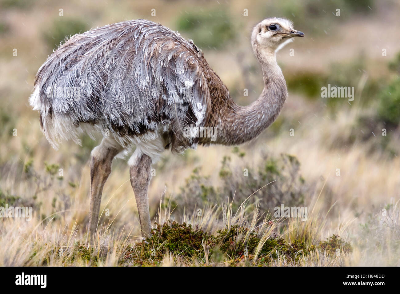Lesser Rhea (Rhea pennata) in rainfall, Chile Stock Photo - Alamy