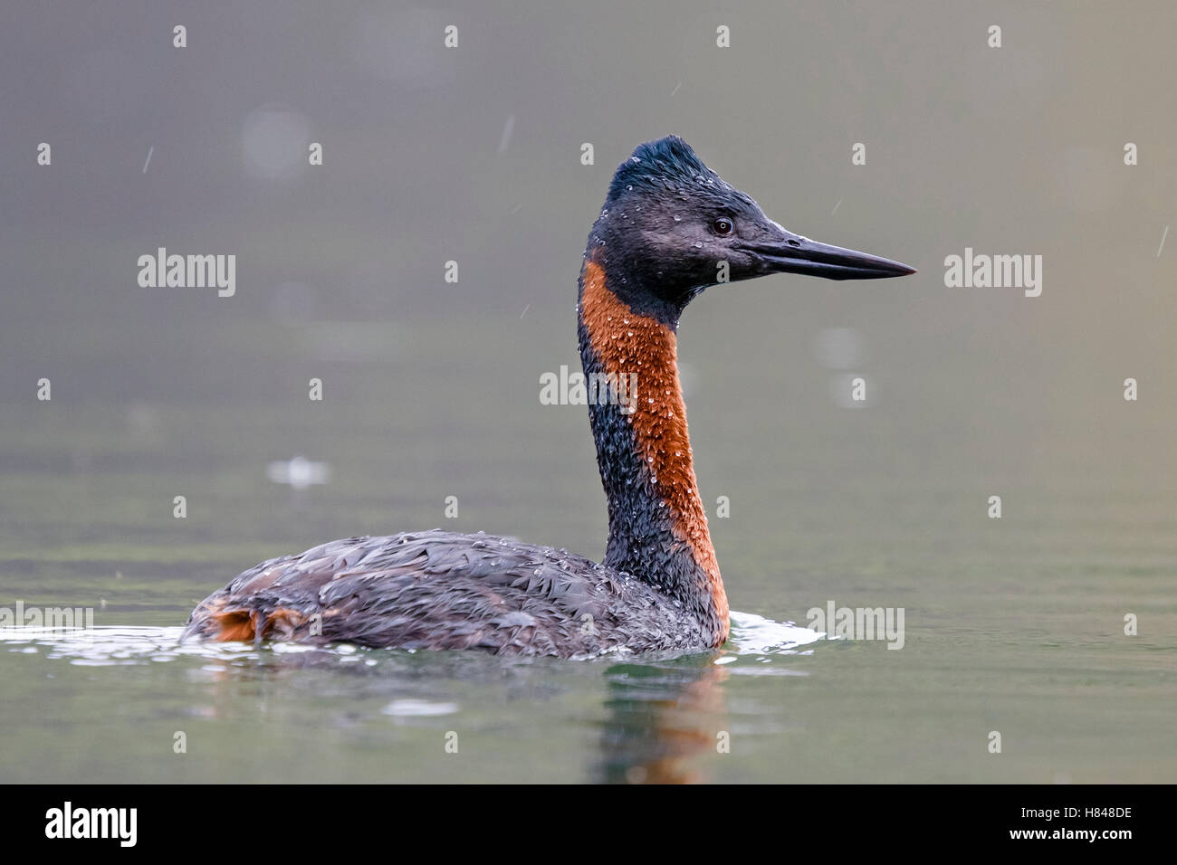 Great Grebe (Podiceps major) on water, Torres Del Paine National Park ...