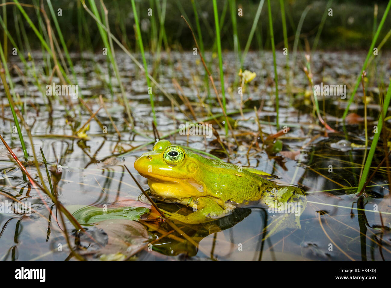 Pool Frog (Pelophylax lessonae) in pond, Overijssel, Netherlands Stock ...