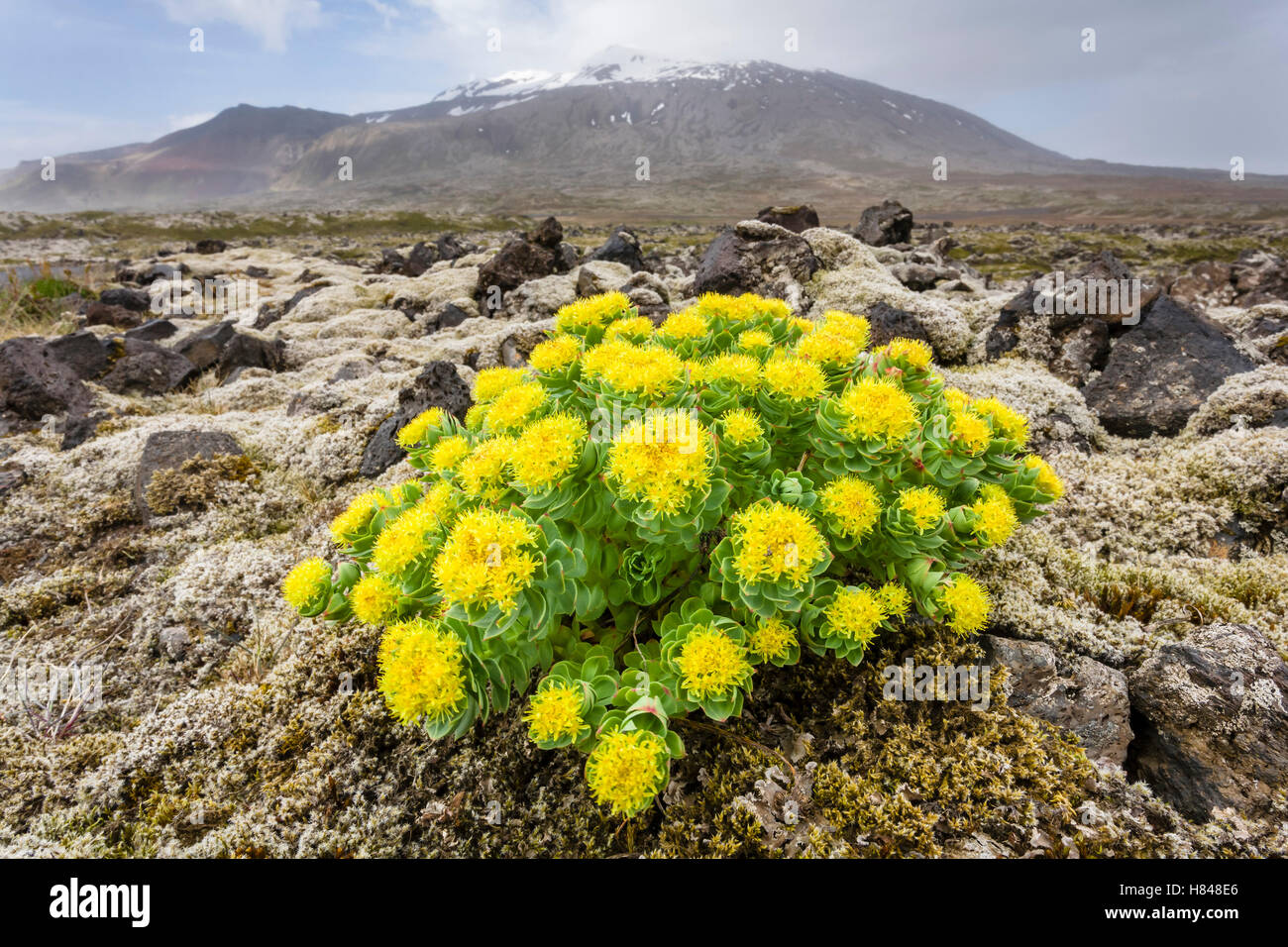 Roseroot Stonecrop (Rhodiola rosea) flowering in lava field ...