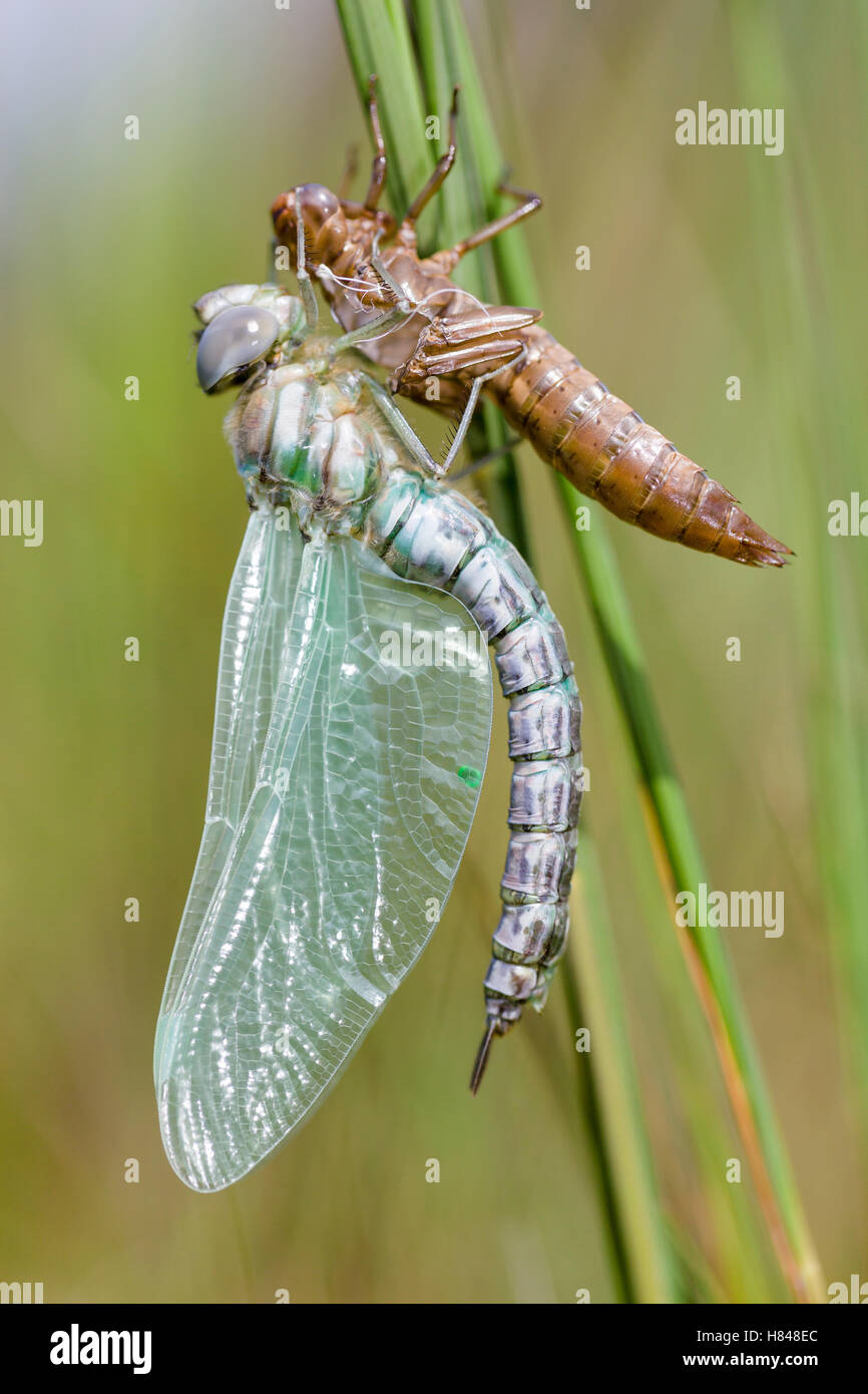 Subarctic Darner (Aeshna subarctica) has just emerged as imago from its ...