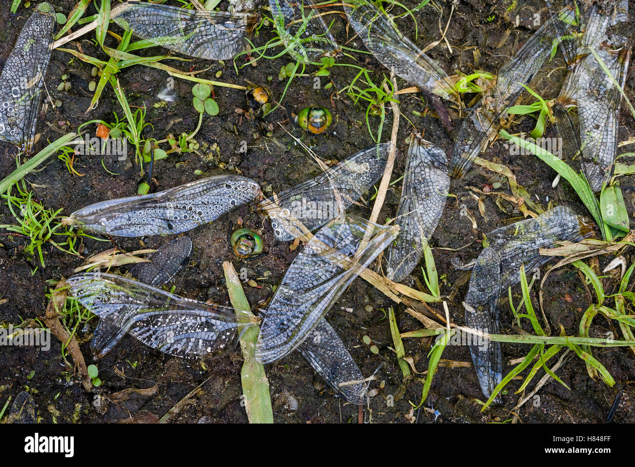 Downy Emerald (Cordulia aenea) heads and wings left over from predators ...