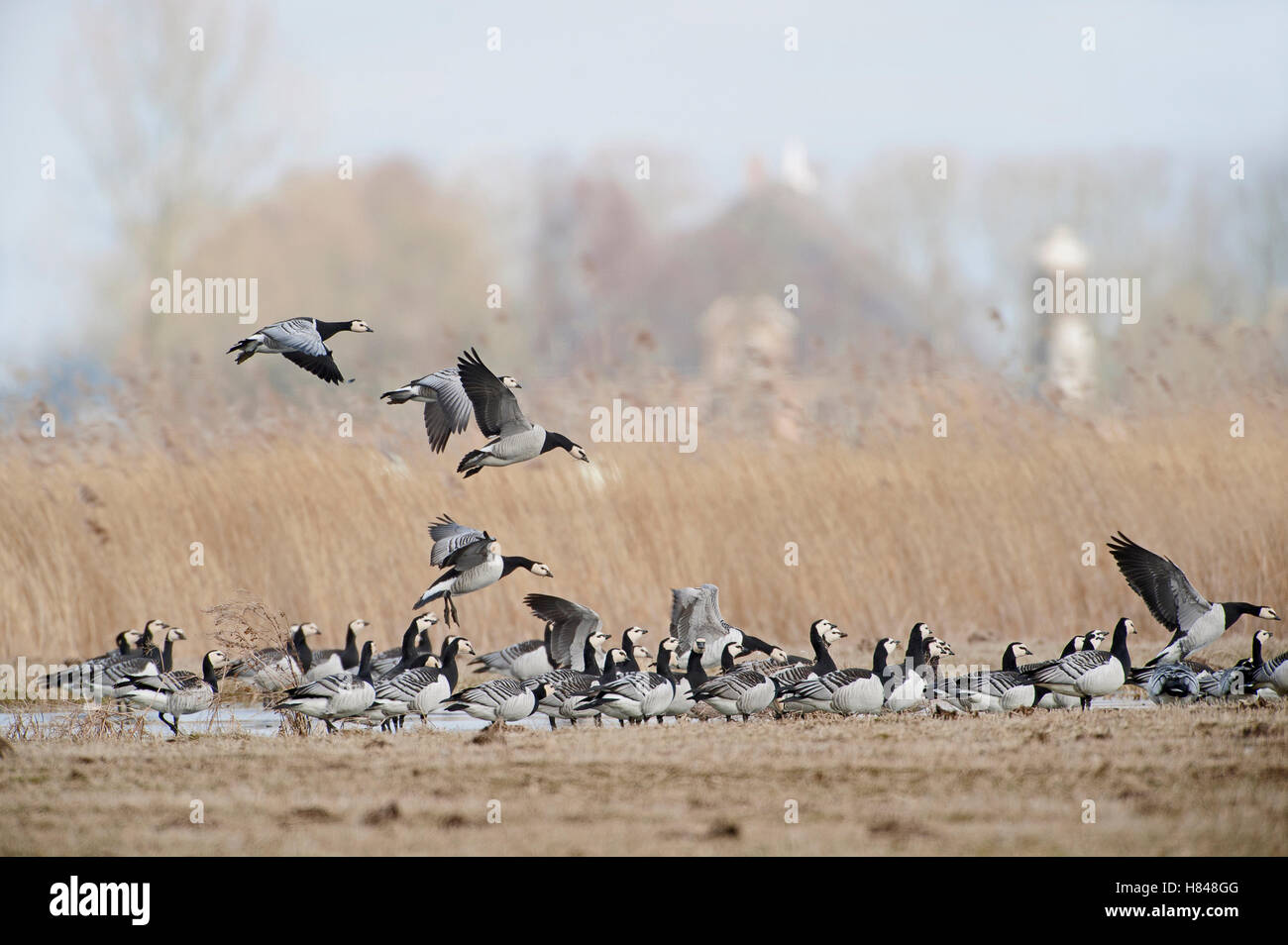 Barnacle Goose (Branta leucopsis) flock foraging in field, Friesland ...