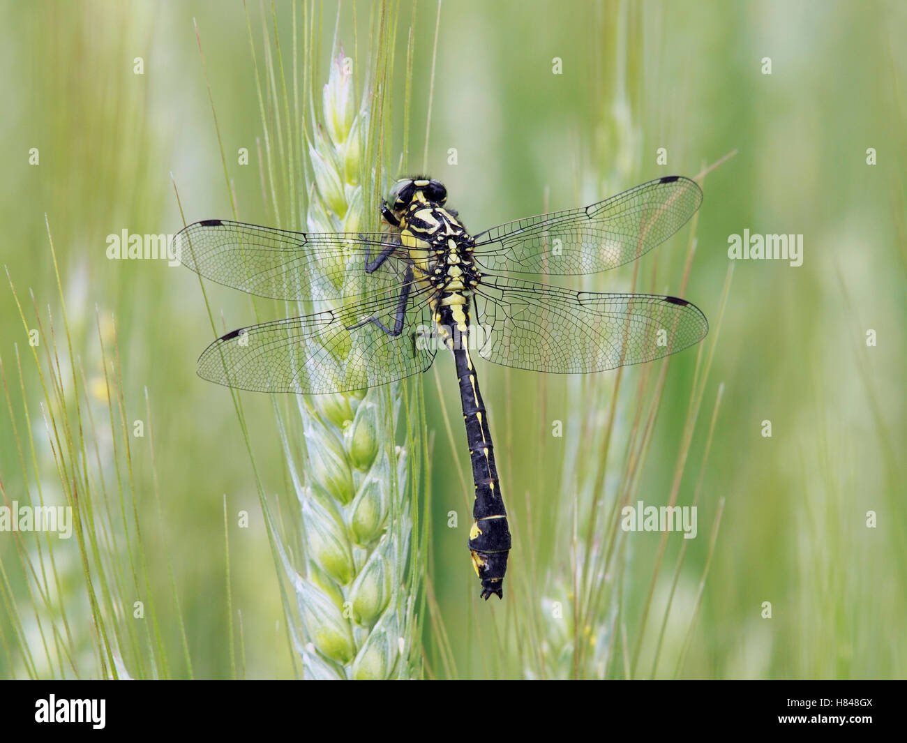 Club-tailed Dragonfly (Gomphus vulgatissimus) male, France Stock Photo ...