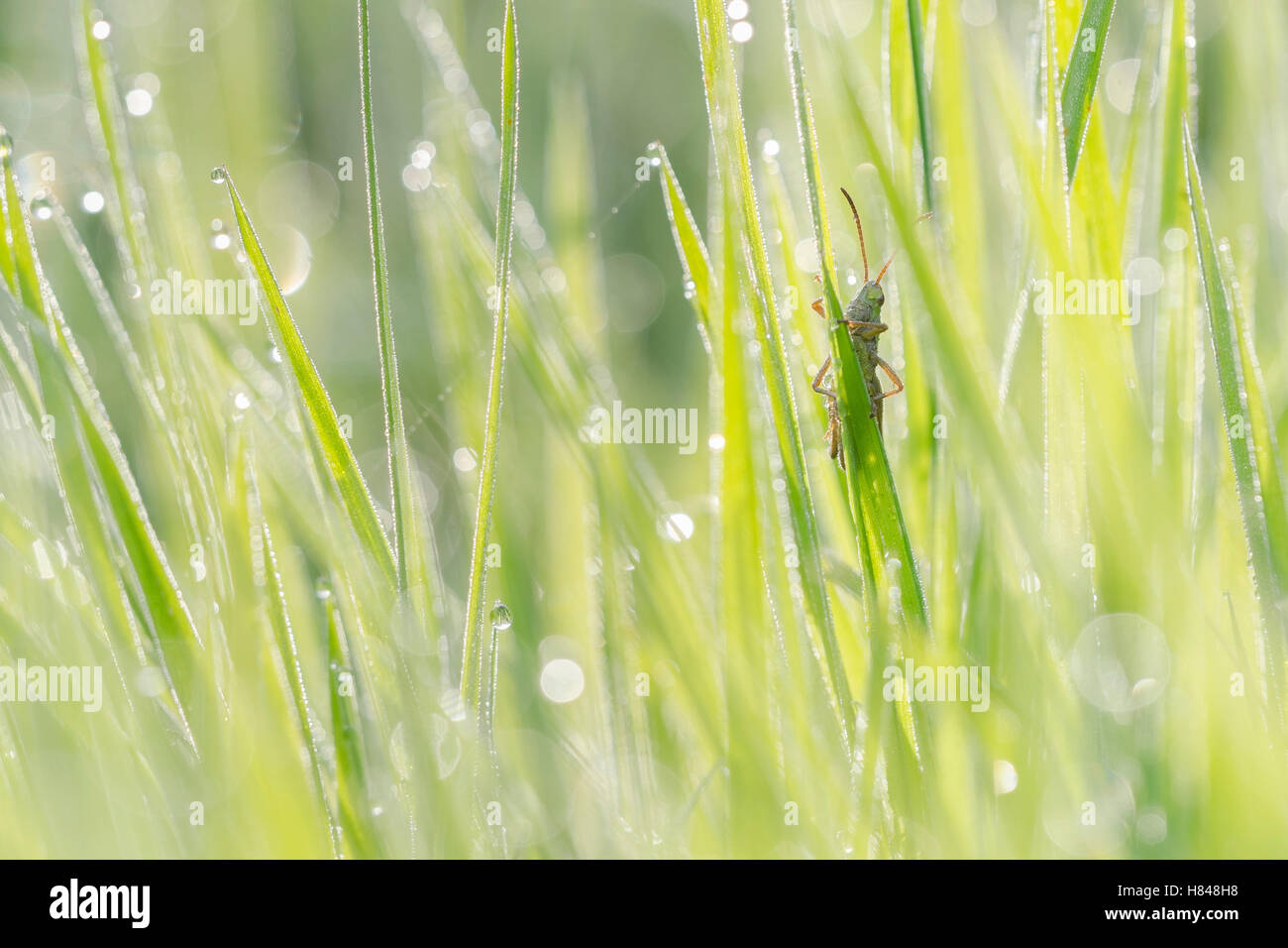 Meadow Grasshopper (Chorthippus parallelus) male on dew-covered grass East Flanders, Belgium ...