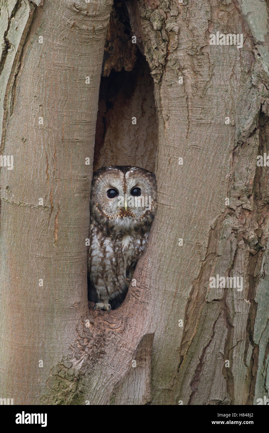 Tawny Owl (Strix aluco) in nest cavity, Noord-Brabant, Netherlands Stock Photo - Alamy
