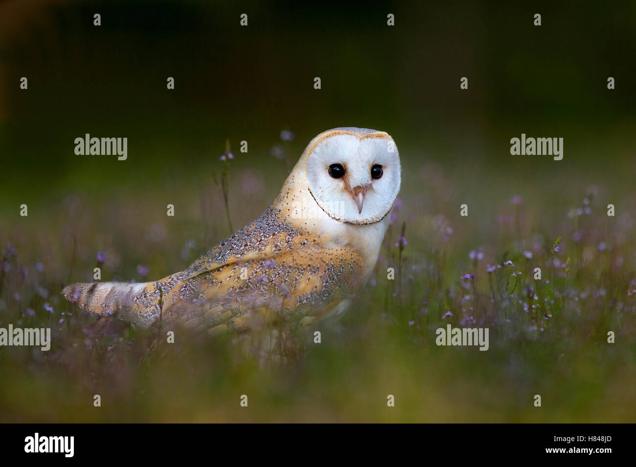 Barn Owl (Tyto alba), Italy Stock Photo - Alamy