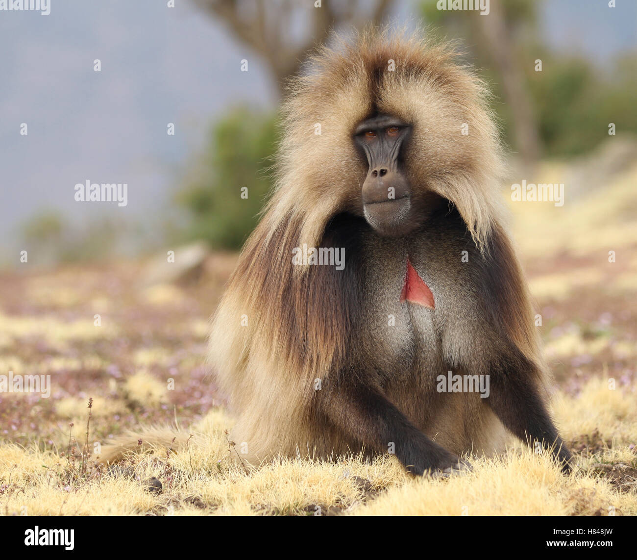 Gelada Baboon (Theropithecus gelada) male, Simien Mountains, Ethiopia ...