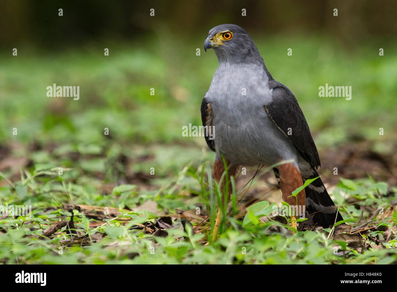 Bicolored Hawk (Accipiter bicolor), Poas Volcano National Park, Costa ...