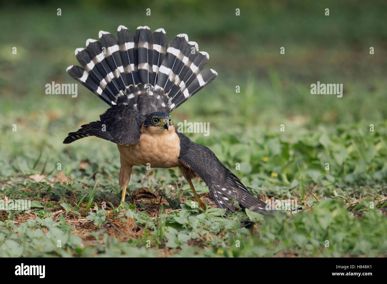 Bicolored Hawk (Accipiter bicolor) juvenile in defensive posture, Poas ...