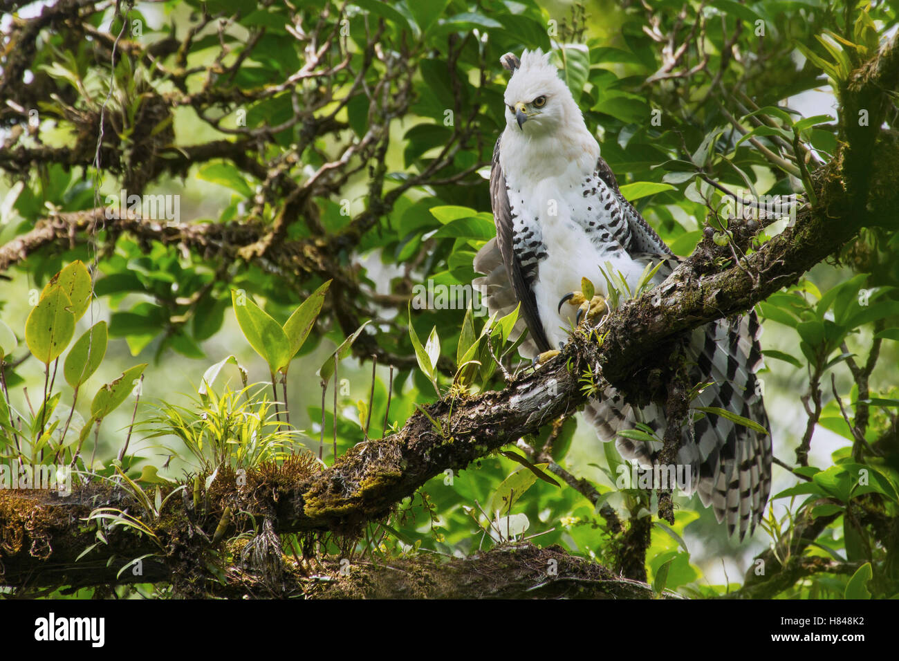 Ornate Hawk-Eagle (Spizaetus ornatus) juvenile stretching wing, Tenorio ...