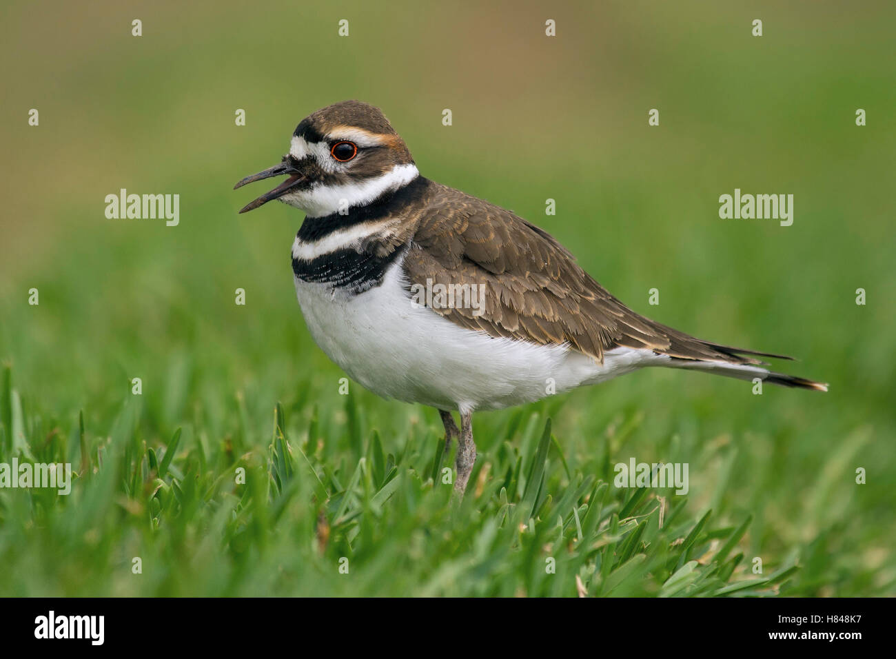 Killdeer (Charadrius vociferus) calling, Alajuela, Costa Rica Stock ...