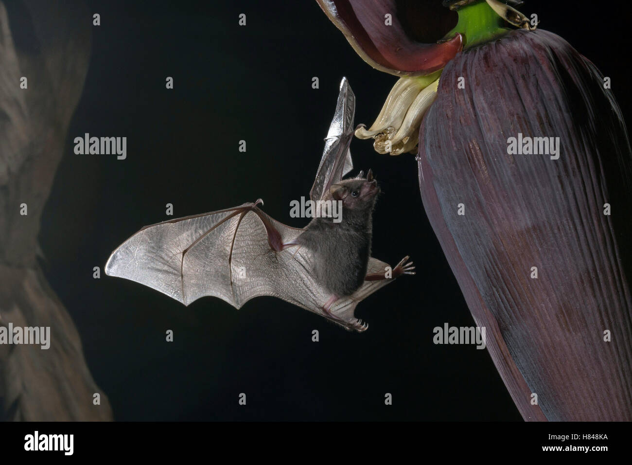 Pallas' Long-tongued Bat (Glossophaga soricina) feeding on Dwarf Banana ...