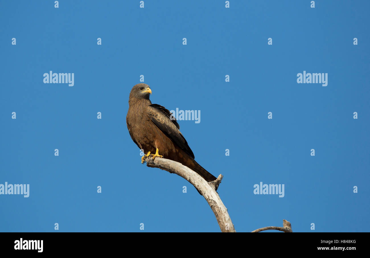 Yellow-billed Kite (Milvus aegyptius), Mana Pools National Park ...