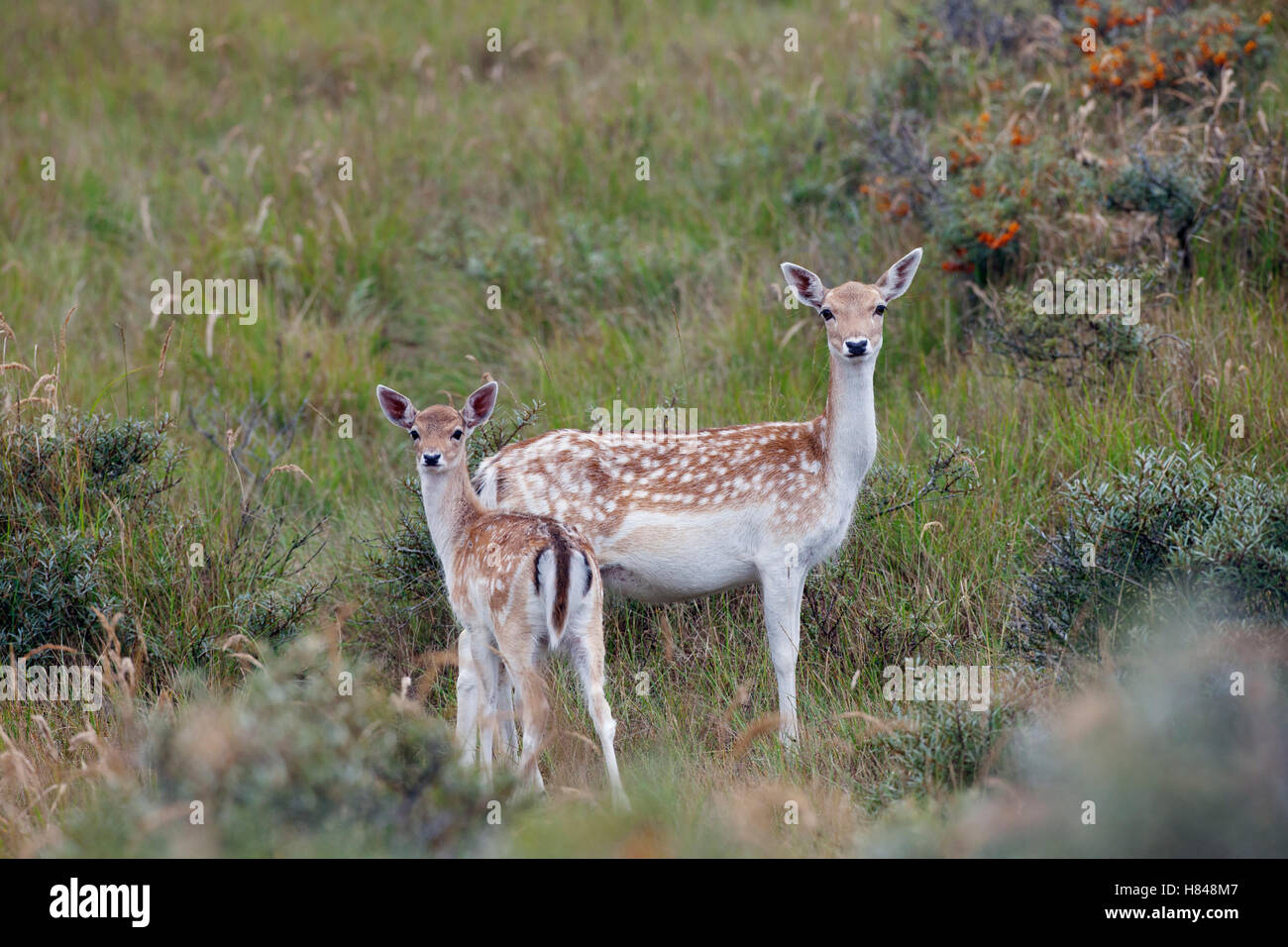 Fallow Deer (Dama dama) mother and fawn, Noord-Holland, Netherlands ...