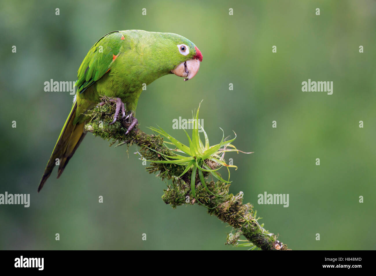 Finsch's Parakeet (Aratinga finschi), Arenal Volcano, Costa Rica Stock ...