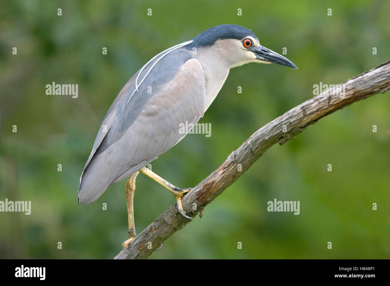 Black-crowned Night Heron (Nycticorax nycticorax), Vajta, Hungary Stock ...