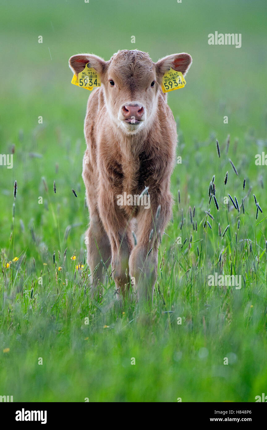 Domestic Cattle (Bos taurus) calf in meadow, Friesland, Netherlands ...