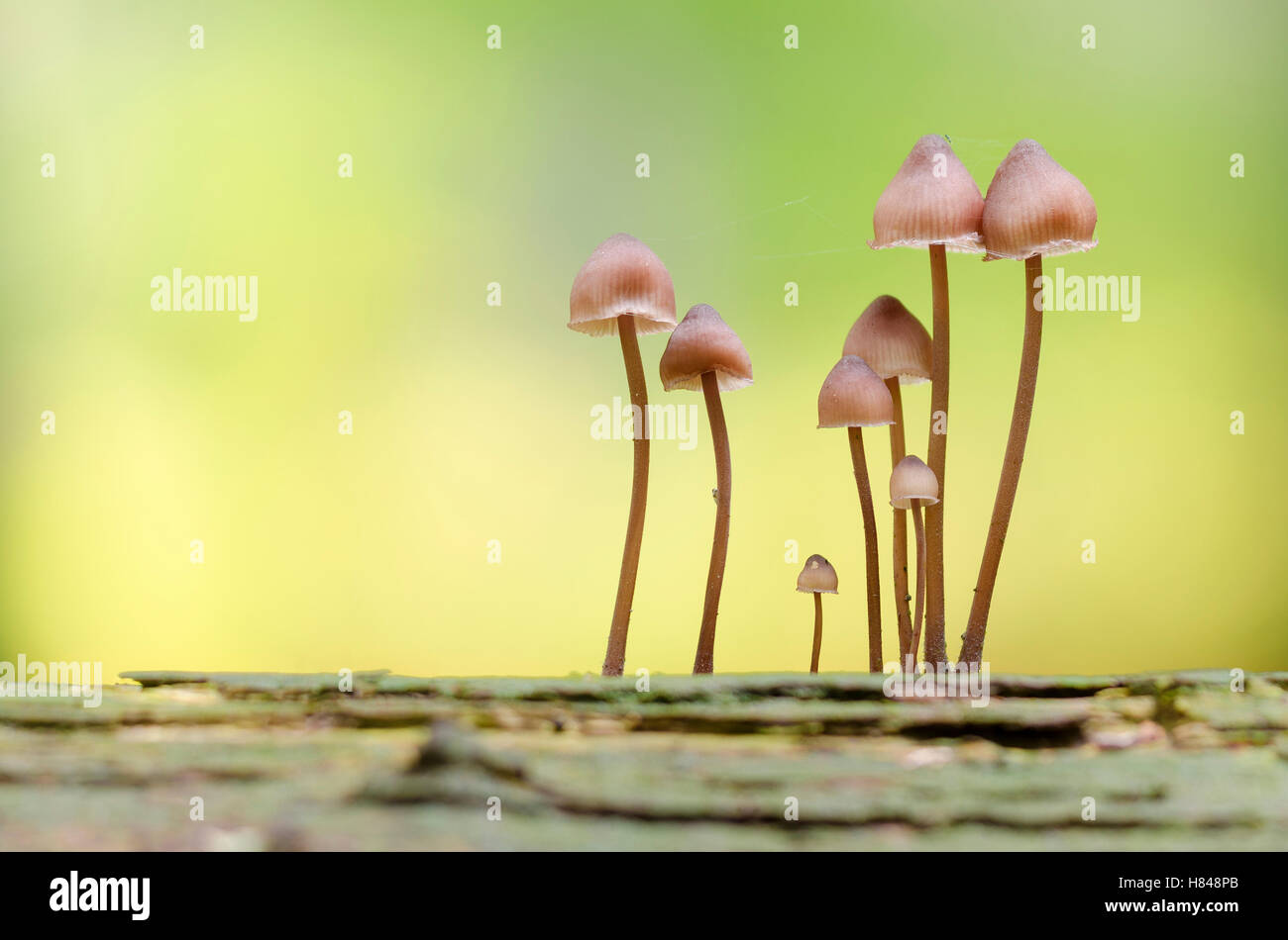 Bleeding Mycena (Mycena haematopus) mushrooms growing on rotting log of ...
