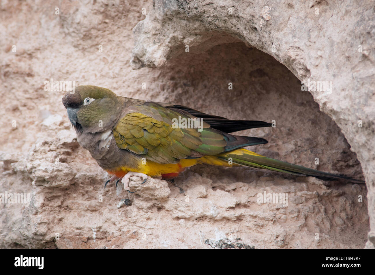 Burrowing Parrot (Cyanoliseus patagonus) at burrow entrance, Buenos ...
