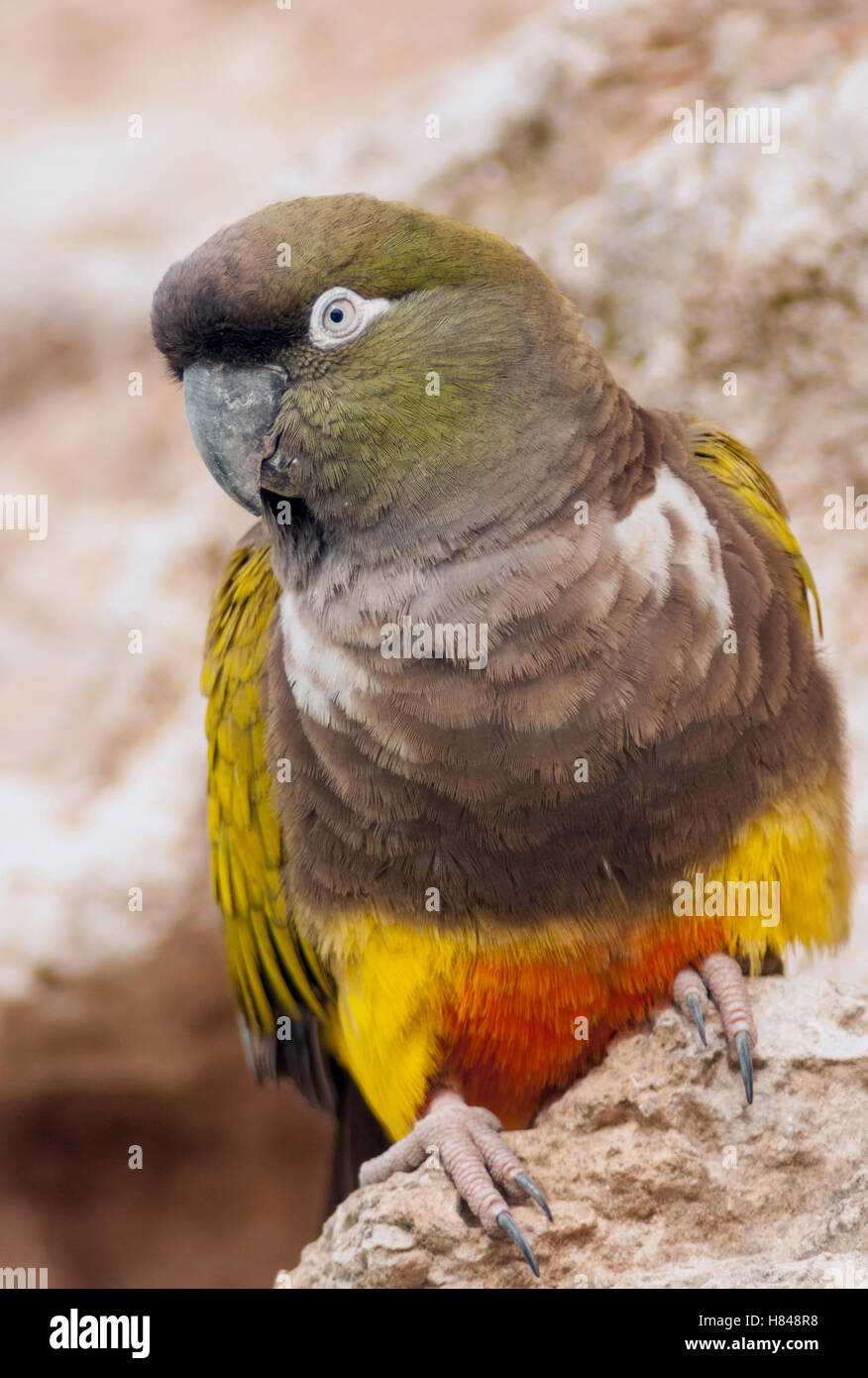Burrowing Parrot (Cyanoliseus patagonus), Buenos Aires, Argentina Stock ...