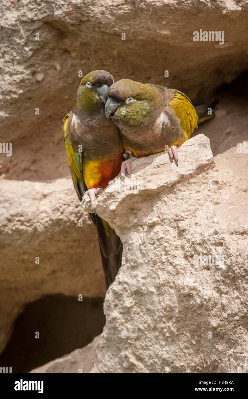 Burrowing Parrot (Cyanoliseus patagonus) pair preening at burrow ...