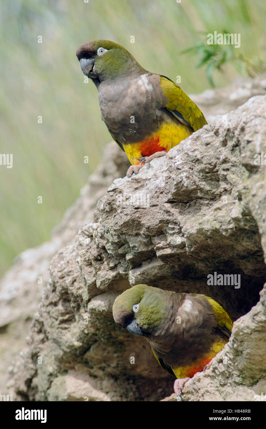 Burrowing Parrot (Cyanoliseus patagonus) pair at burrow entrance ...
