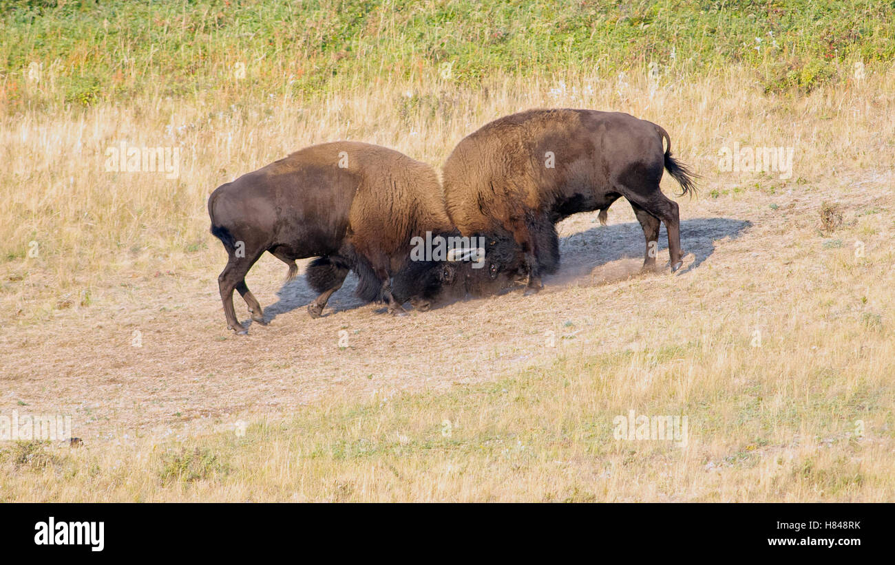 American Bison (Bison bison) males fighting, Alberta, Canada Stock ...