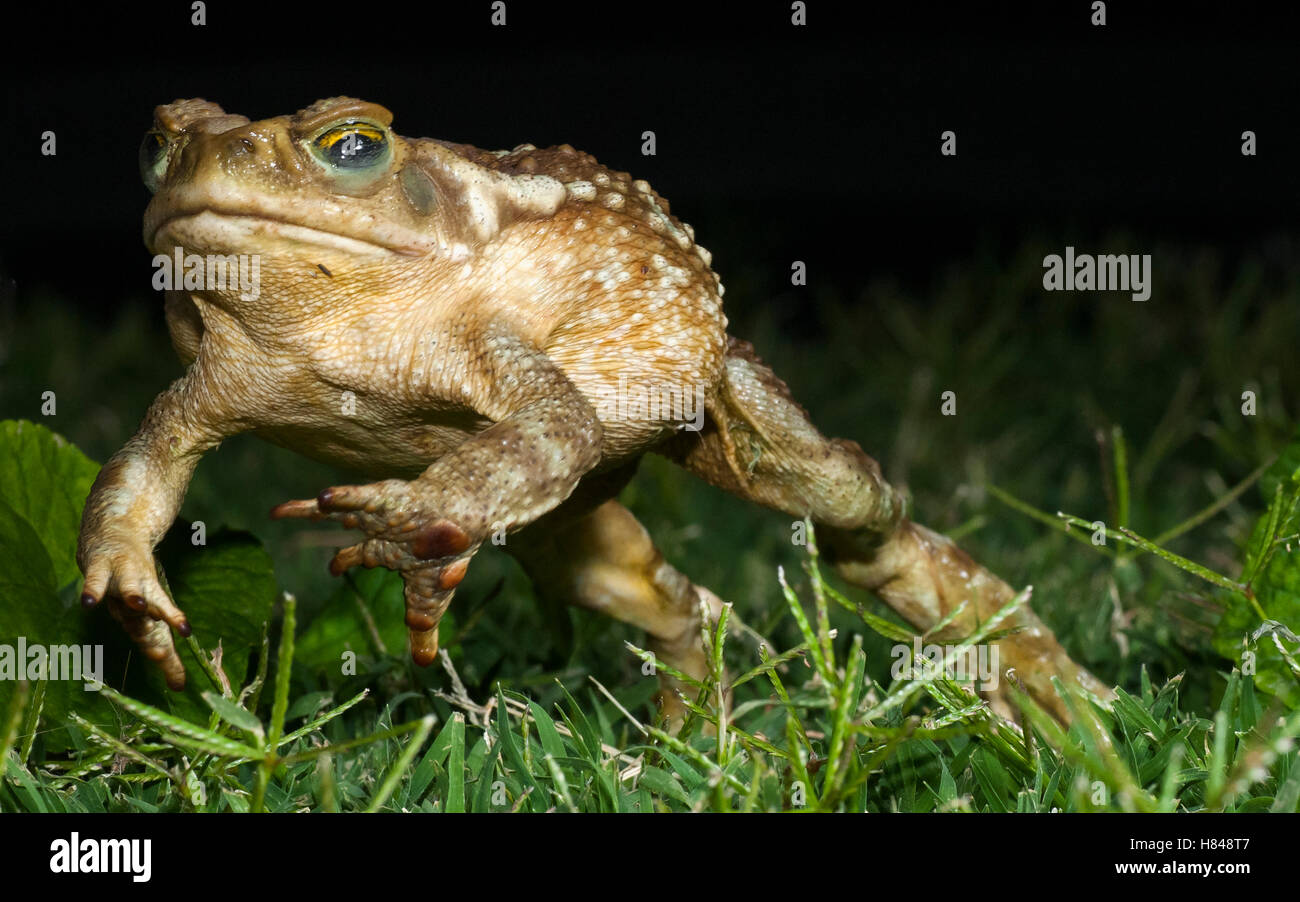 Argentine Toad (Chaunus arenarum) jumping at night, Buenos Aires ...