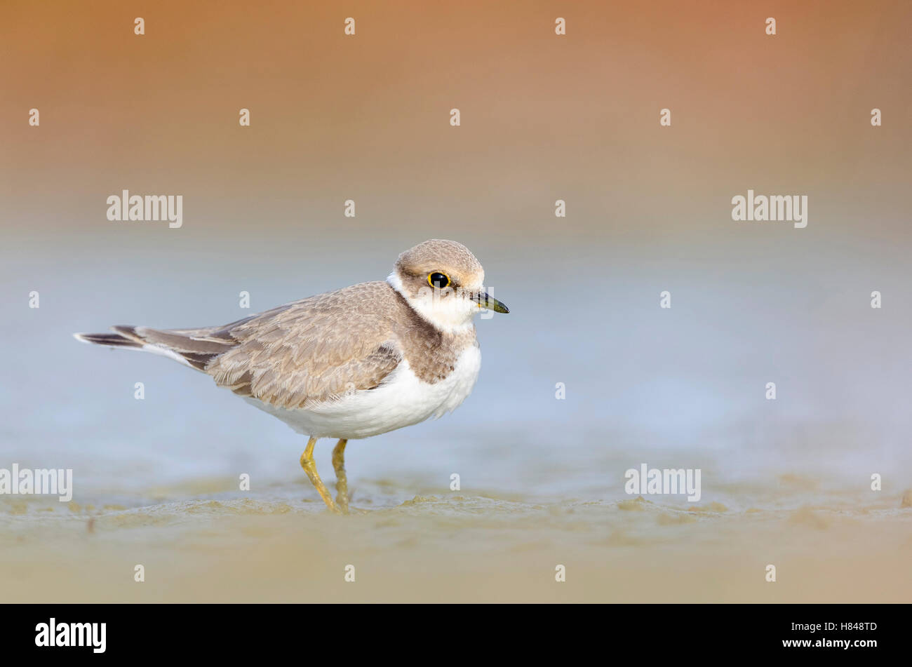 Little Ringed Plover (Charadrius dubius) fledgling, East Flanders ...