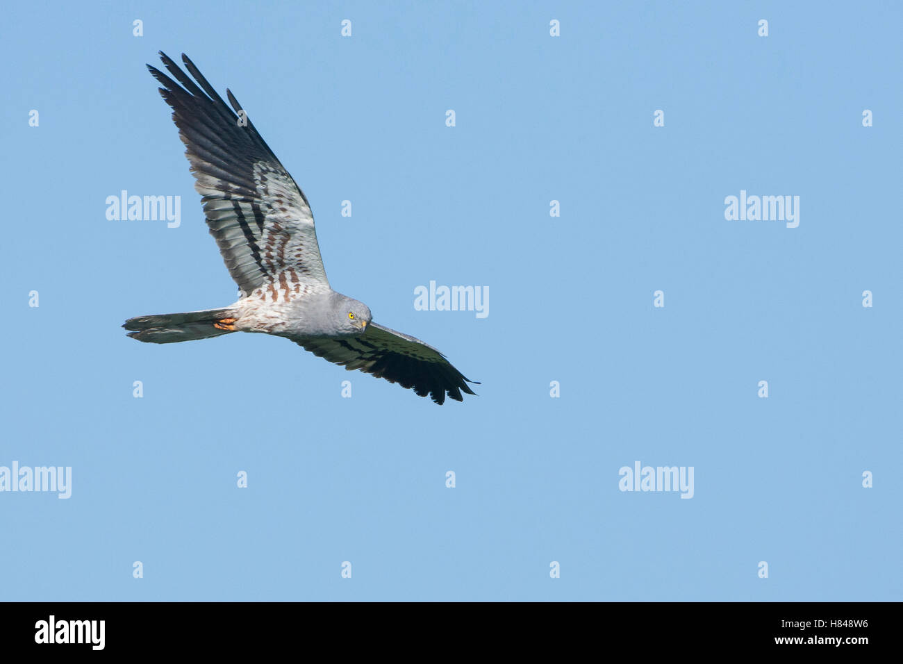 Montagu's Harrier (Circus pygargus) flying, Turkey Stock Photo - Alamy