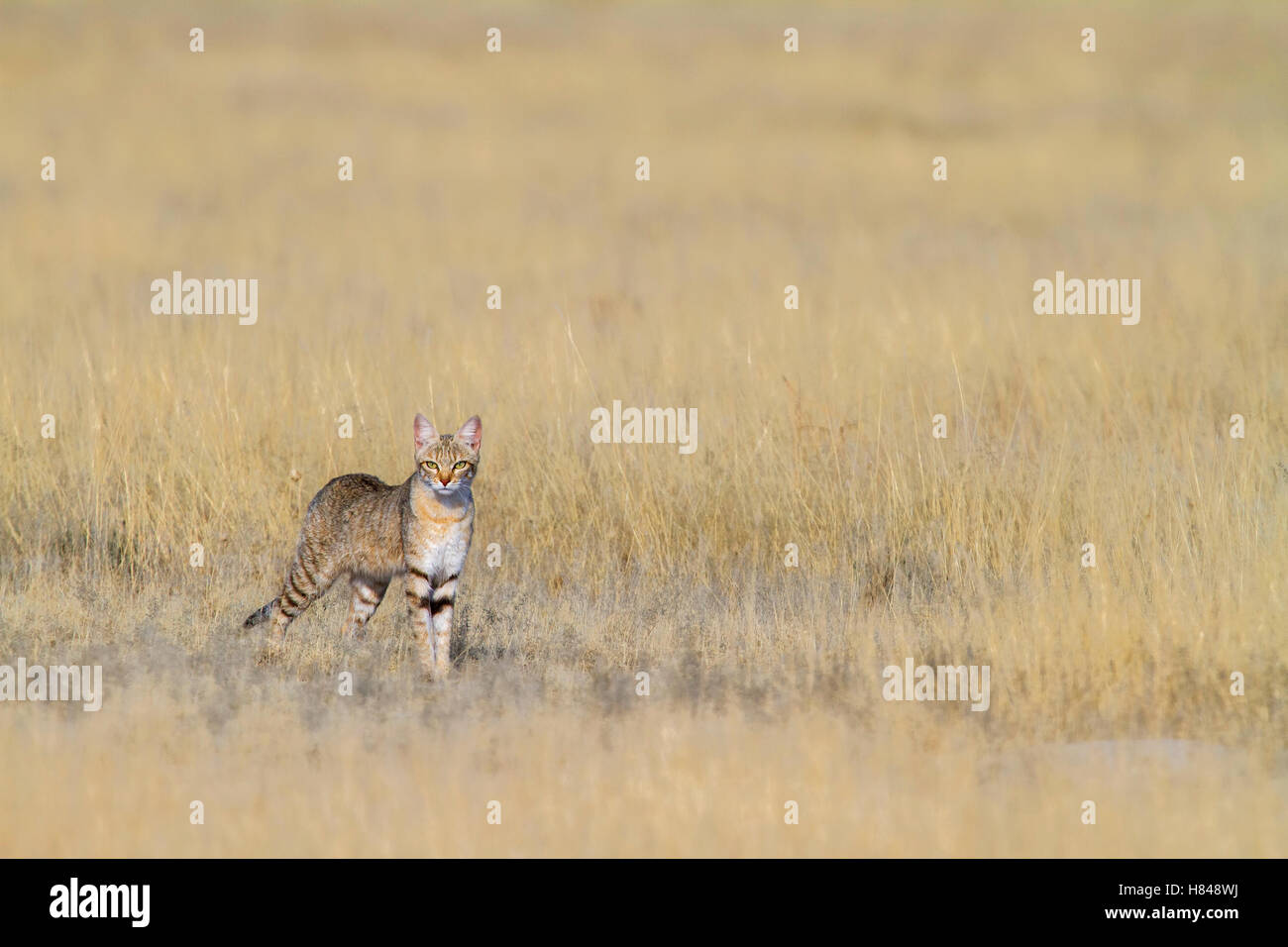 African Wild Cat (Felis lybica) in grassland, Etosha National Park ...