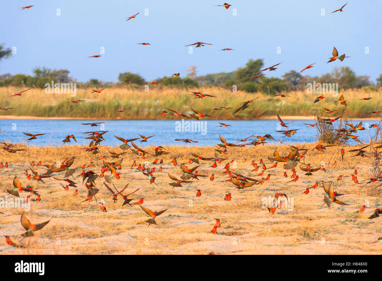 Southern Carmine Bee-eater (Merops nubicoides) flock flying in breeding ...