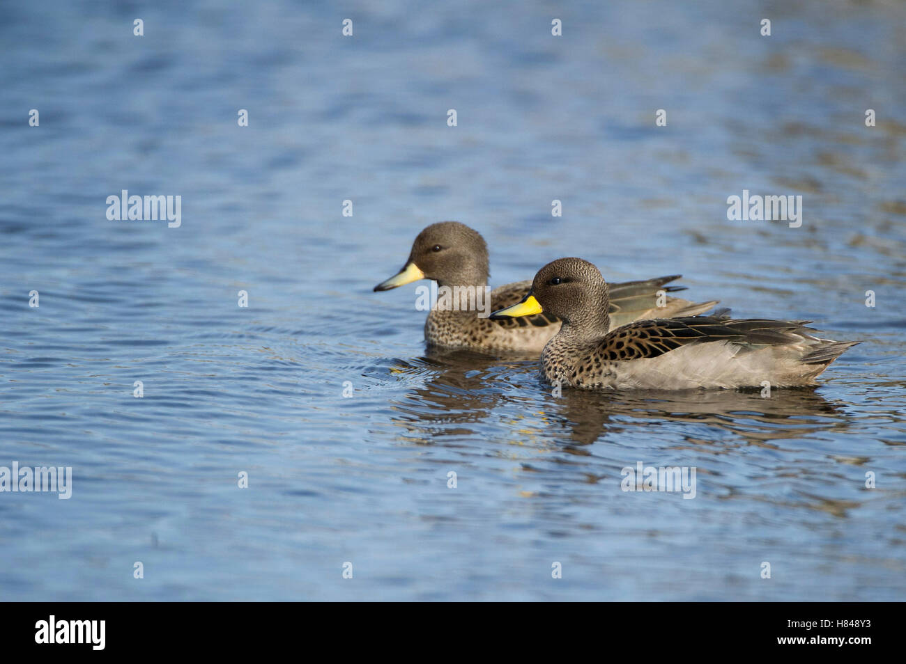 Yellow-billed Pintail (Anas georgica) pair, Torres Del Paine National ...