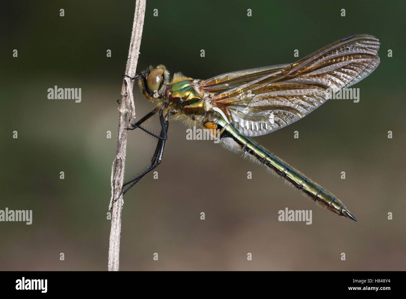 Downy Emerald (Cordulia aenea) dragonfly male, Overijssel, Netherlands ...